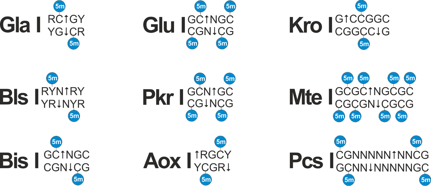 Epigenetics – SibEnzyme